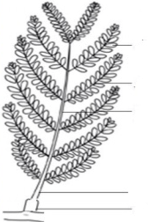 Caractères morphologiques et structures anatomiques...